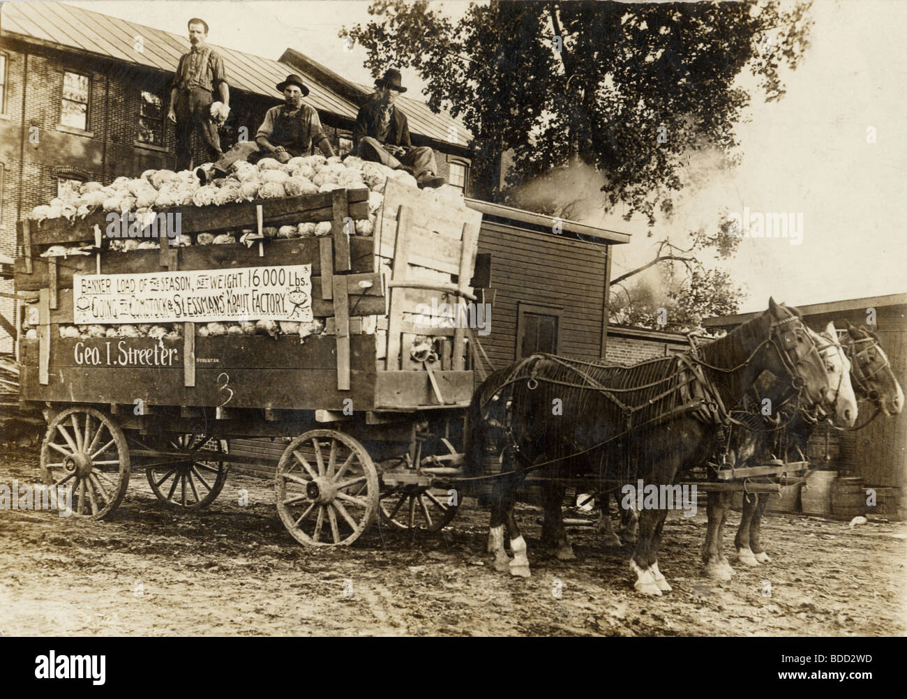 Horse Drawn Farm Wagon Hauling Immense Load of Cabbage Stock Photo - Alamy