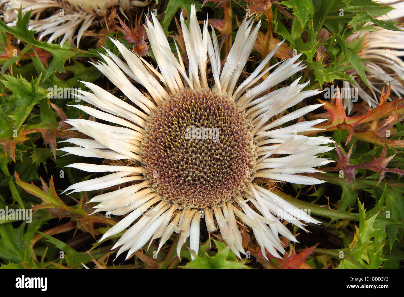 Dwarf Thistle Stemless Carline Thistle Carlina acaulis Stock Photo - Alamy