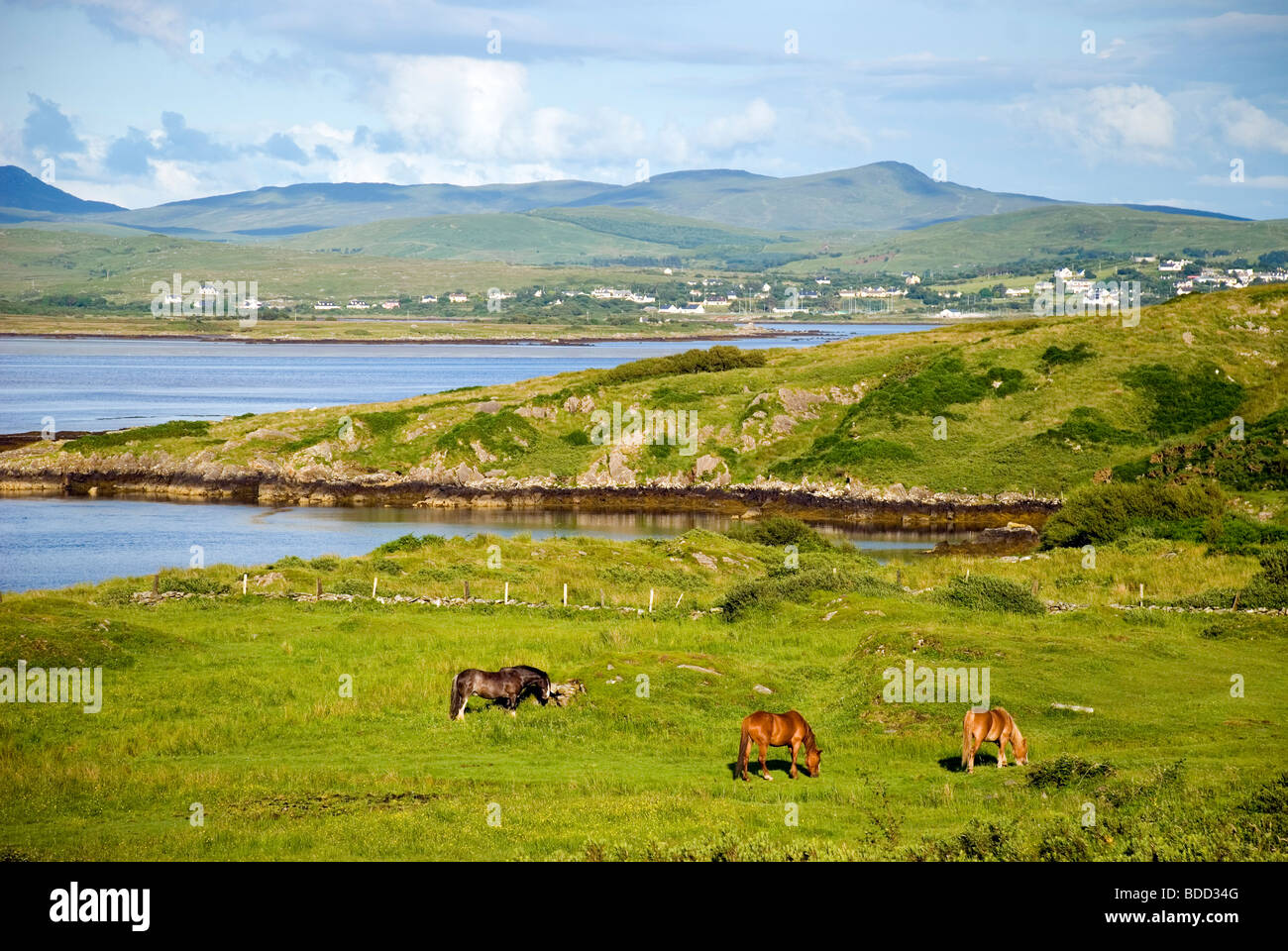 Point to point horse ireland hi-res stock photography and images - Alamy