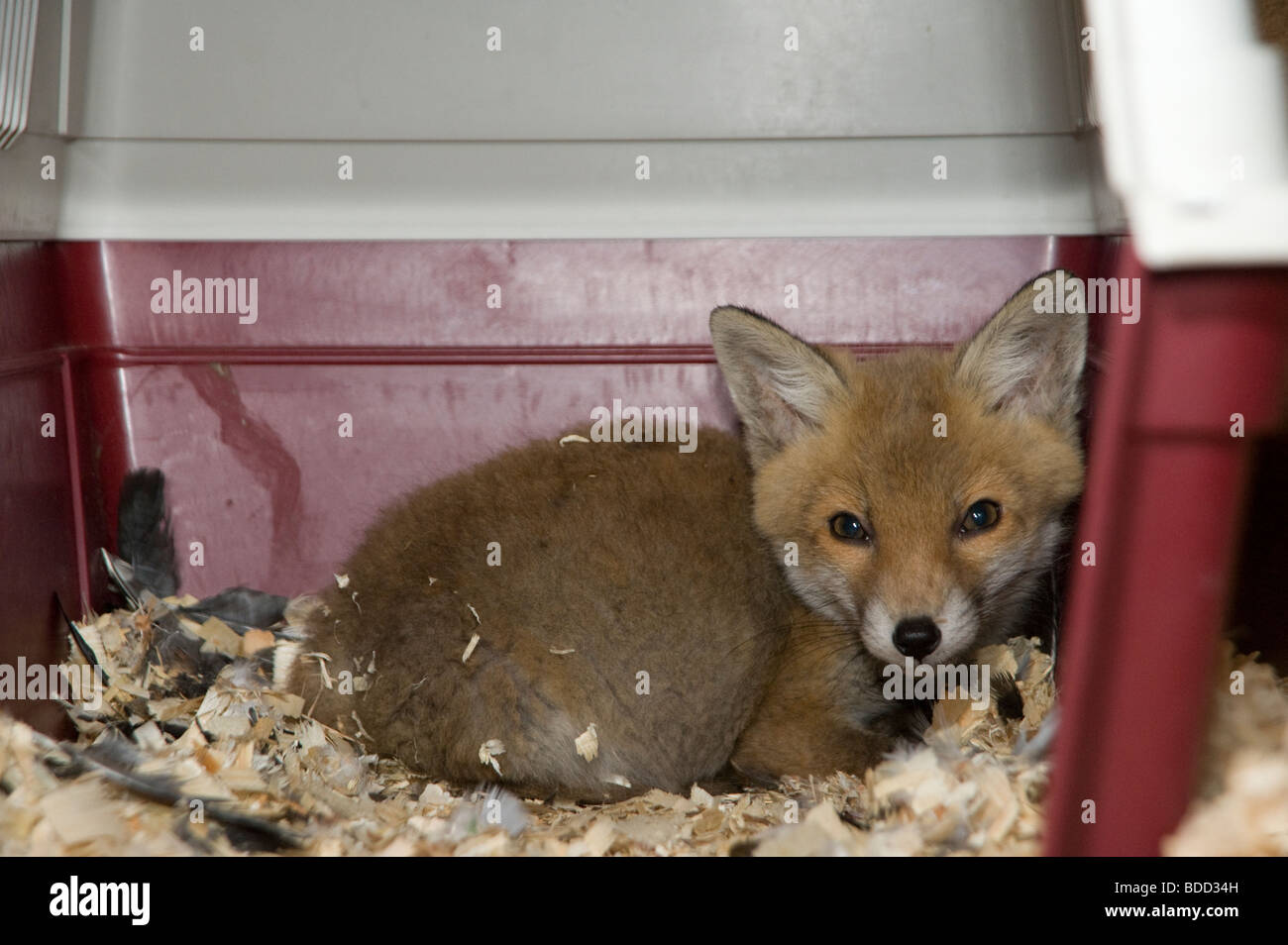 Rescue fox cub hi-res stock photography and images - Alamy