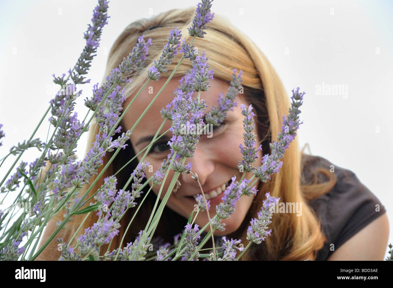 Young woman smiling hiding behind bunch of lavender flowers Stock Photo ...