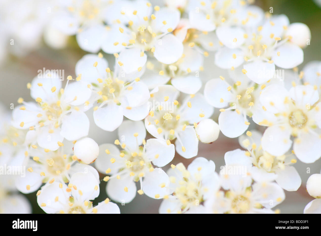 Firethorn pyracantha flowers hi-res stock photography and images - Alamy