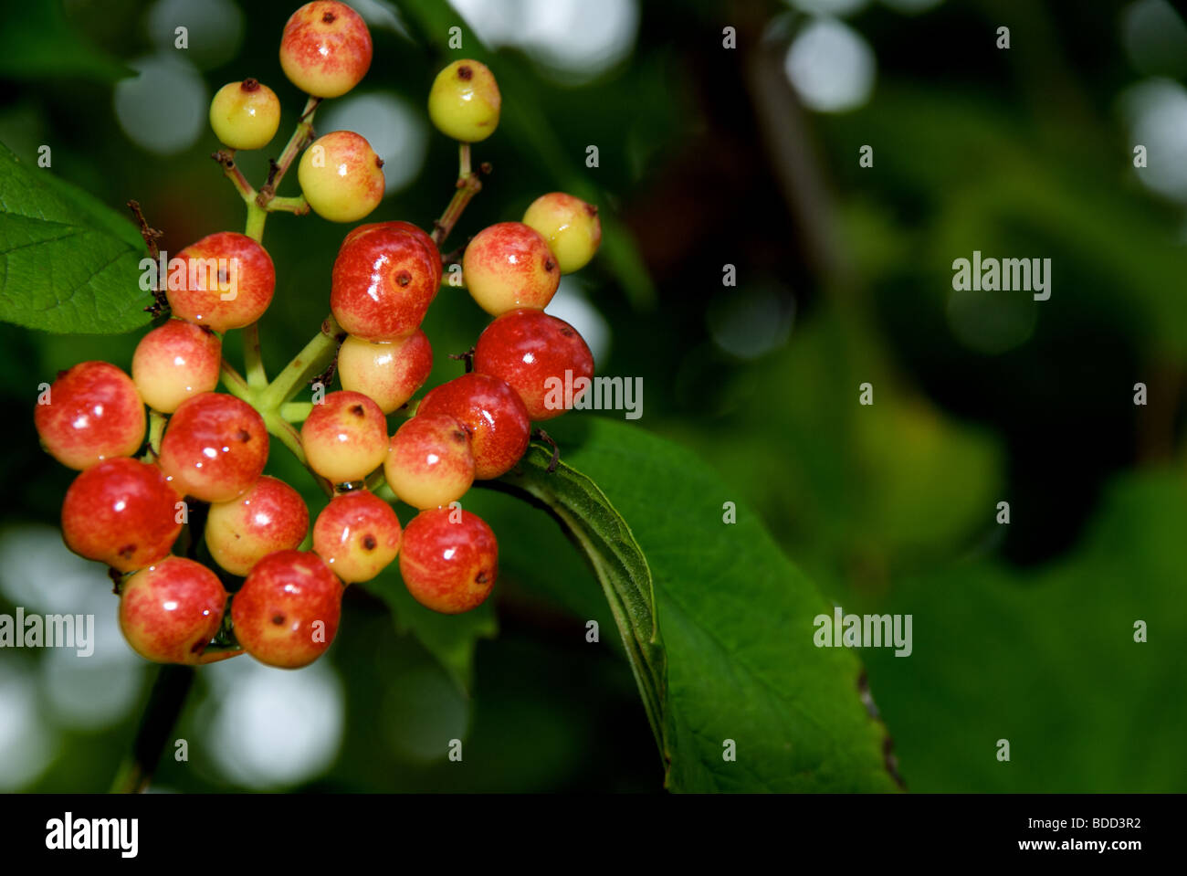 red berries and leaves Stock Photo - Alamy
