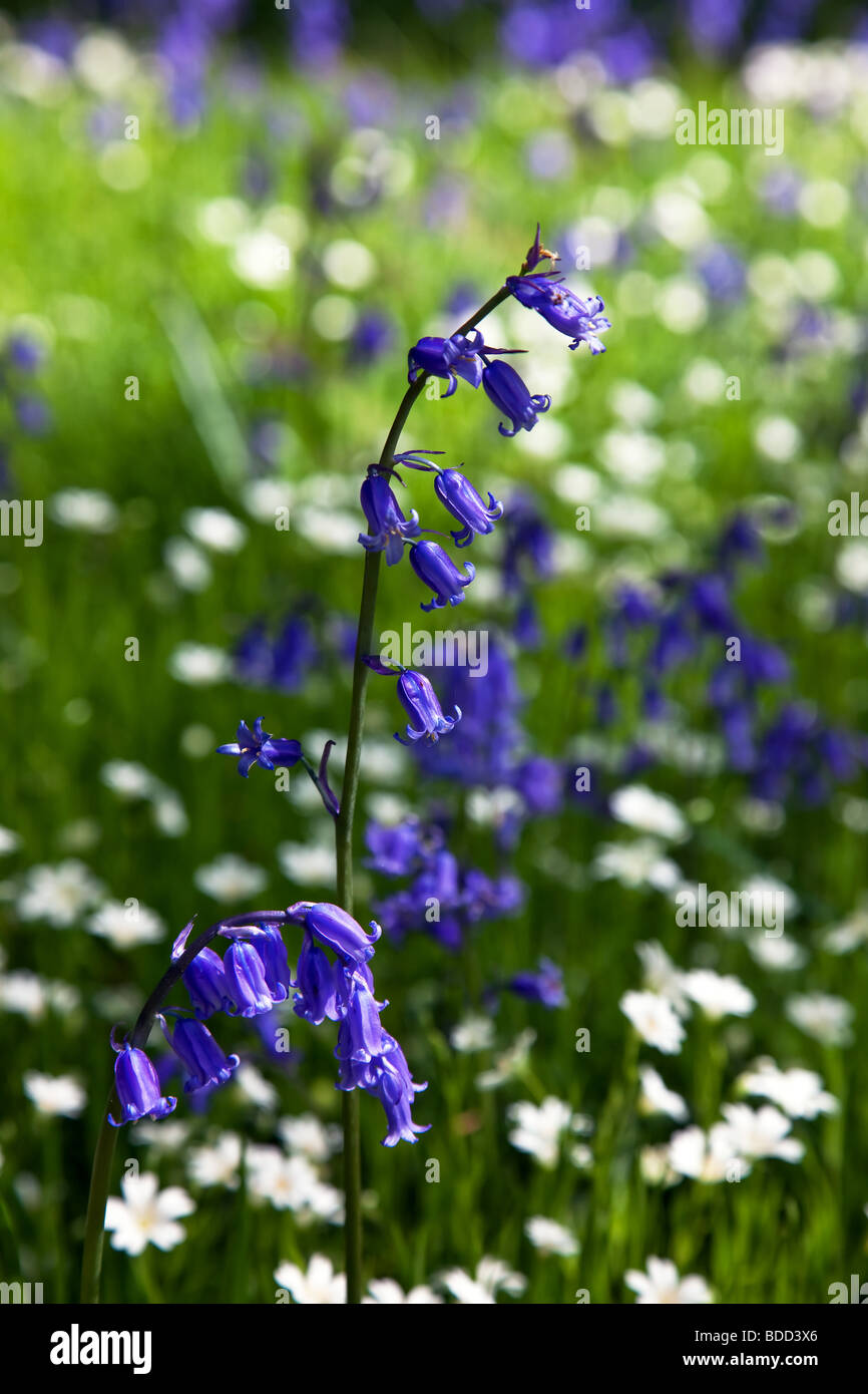 Bluebells in Devon Stock Photo - Alamy