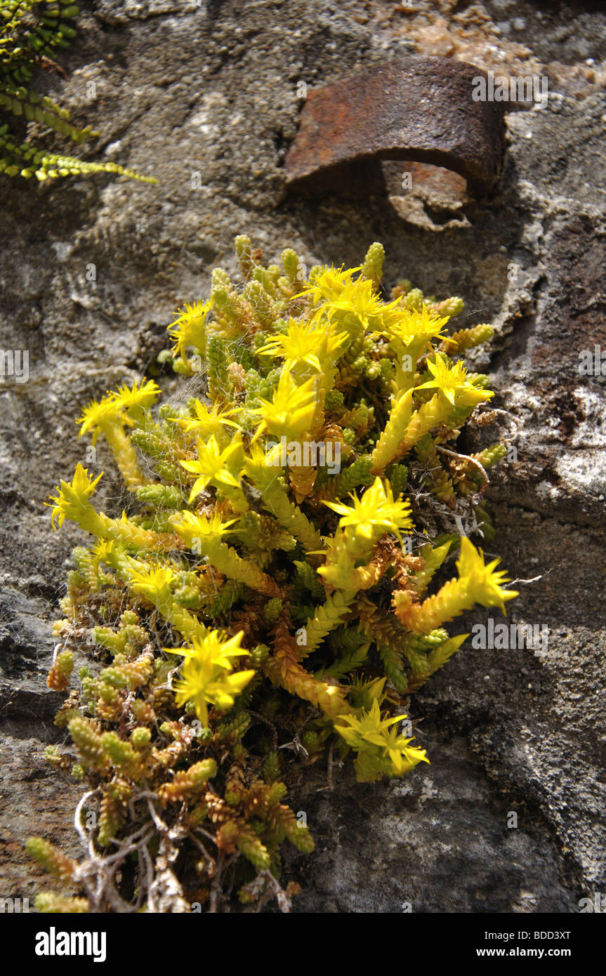Biting stonecrop seaside plant Stock Photo - Alamy