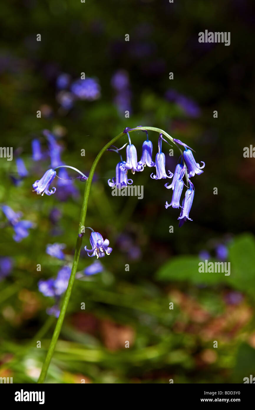 Bluebells in Devon Stock Photo - Alamy
