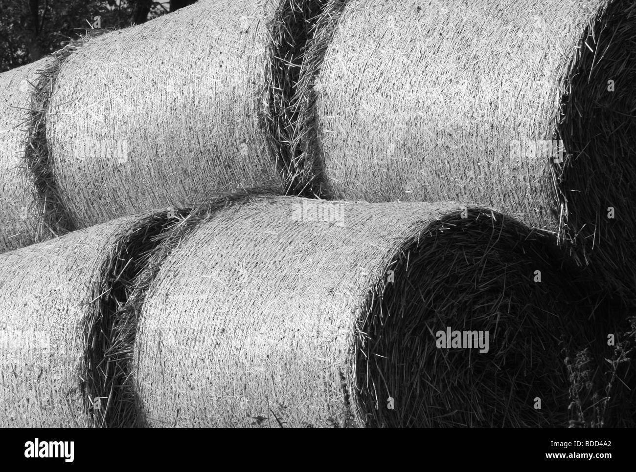 Hay Black and White Stock Photos & Images - Alamy
