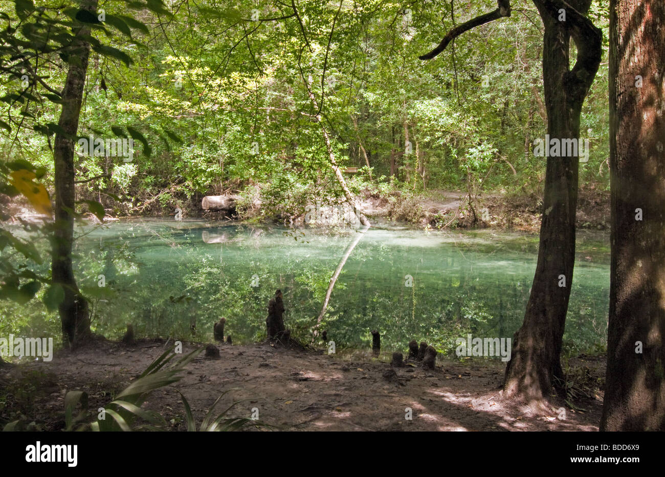 Reflecting in forest pool hi-res stock photography and images - Alamy