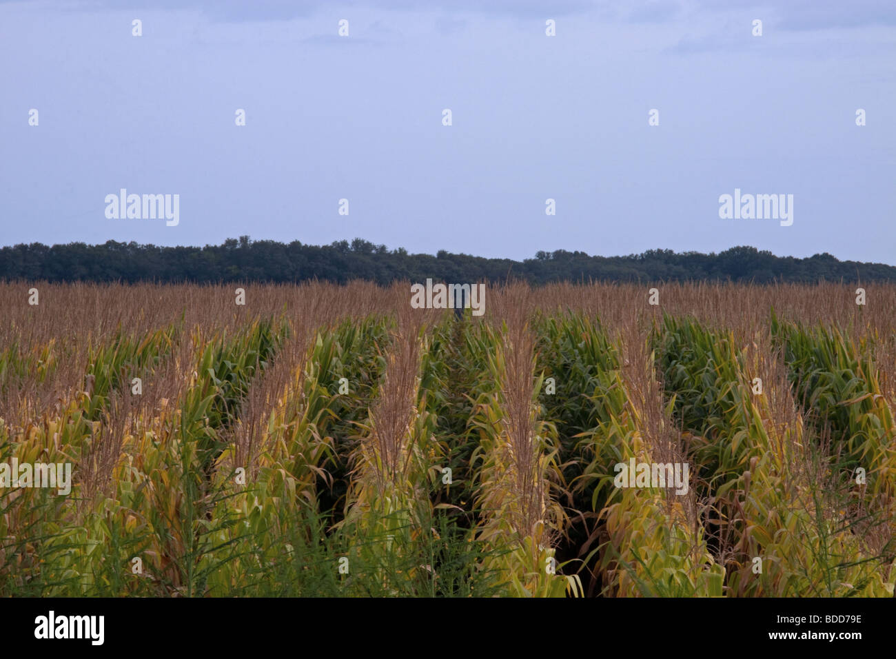Rows of corn Stock Photo - Alamy
