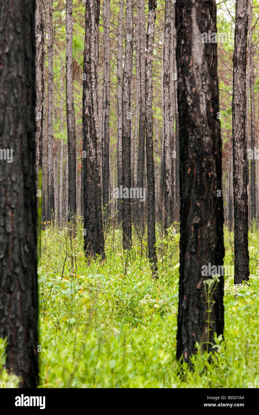 burnt pine trees in forrest Stock Photo - Alamy