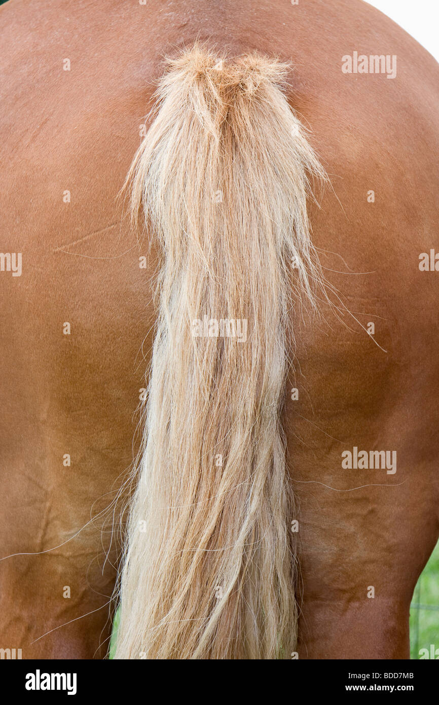 Tail and Backside of Brown Horse Stock Photo - Alamy