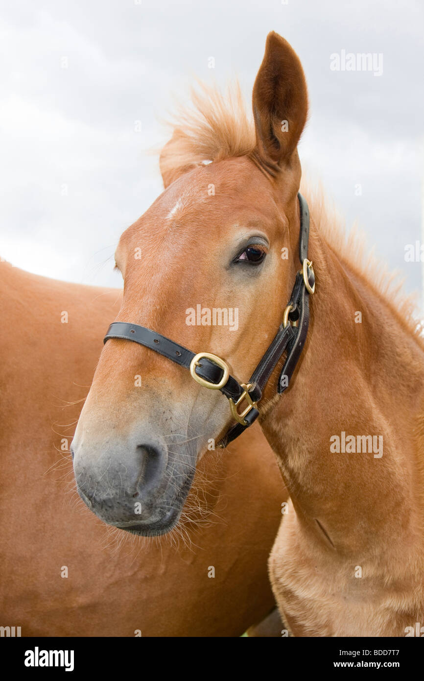 Portrait of Brown Horse Stock Photo - Alamy