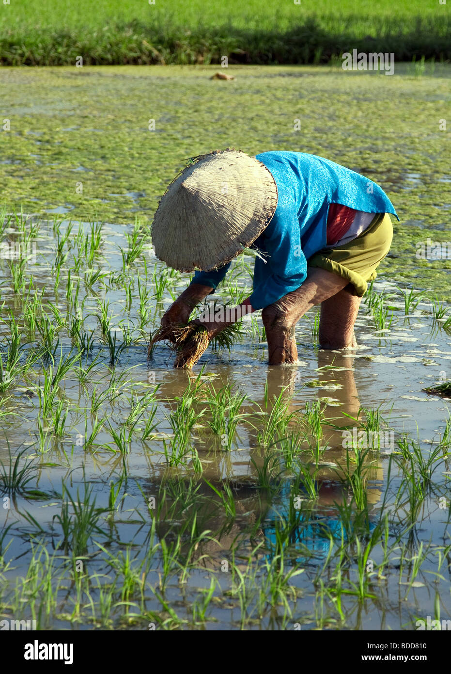 Rice field worker vietnam hi-res stock photography and images - Alamy