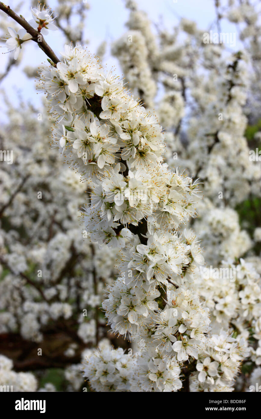 Sloe tree hi-res stock photography and images - Alamy