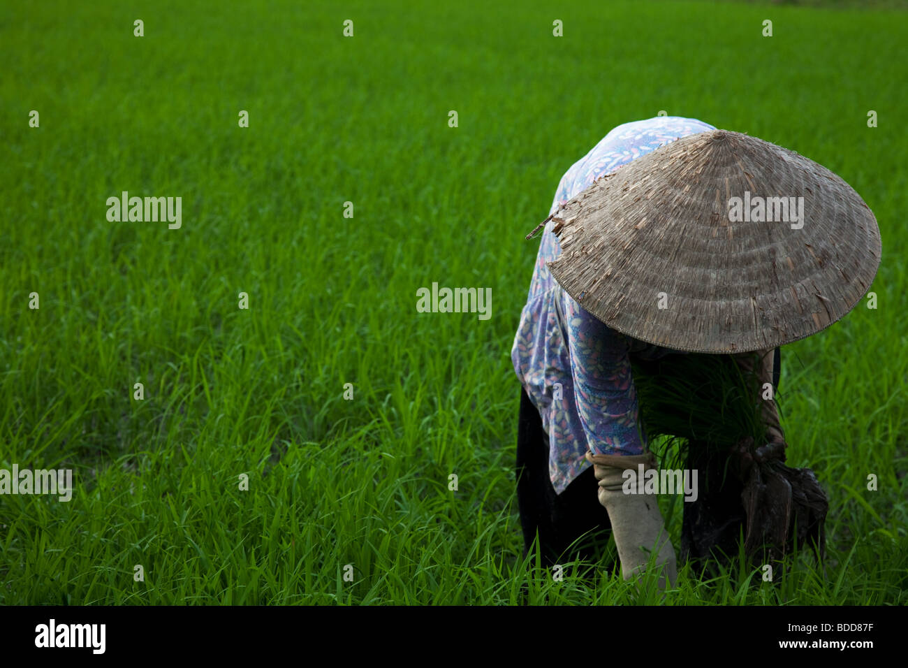 Vietnames women picks rice in a paddy field Stock Photo - Alamy