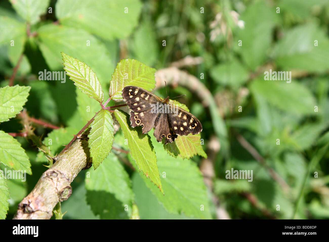 Speckled Wood Butterfly High Resolution Stock Photography and Images ...