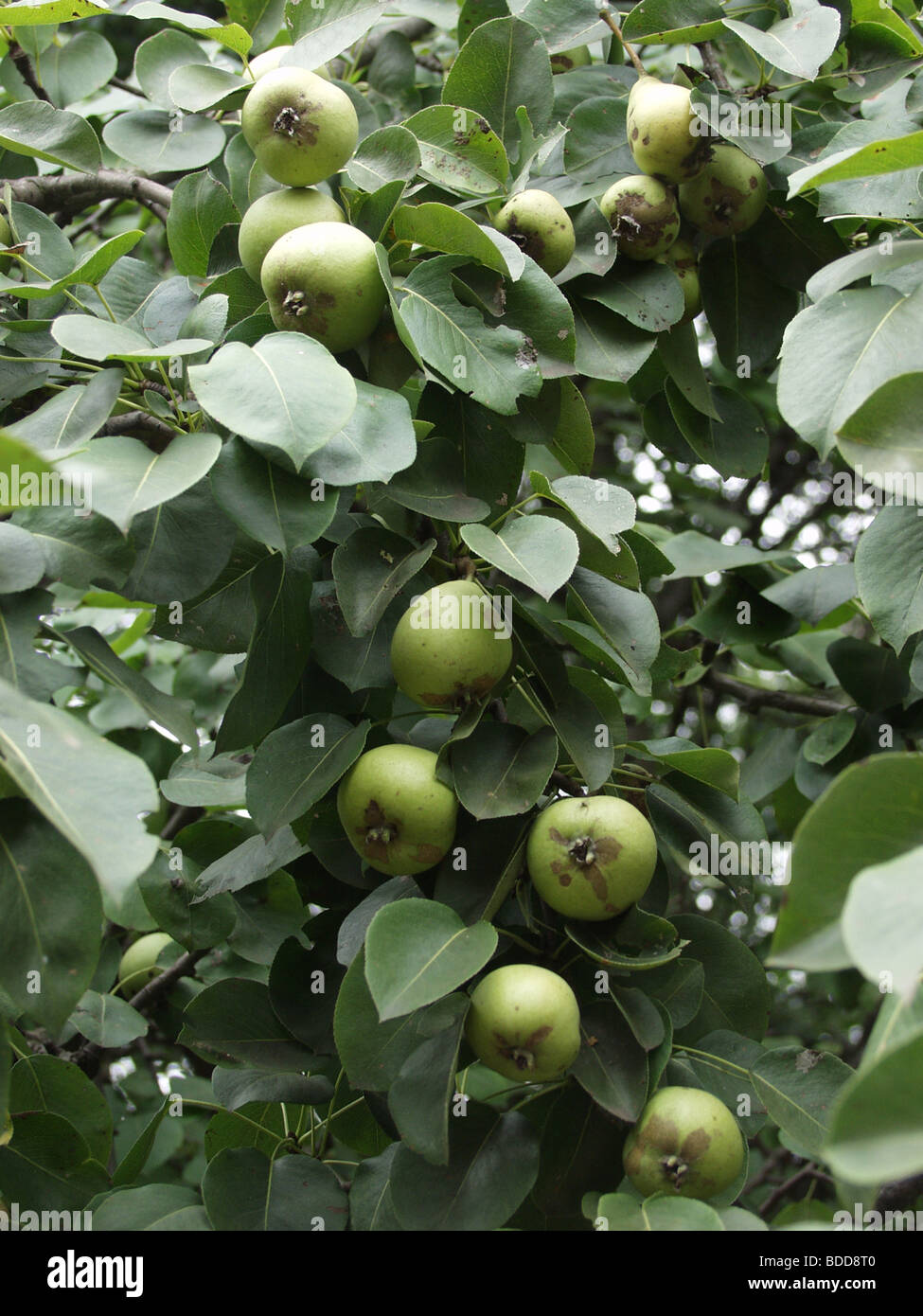 Wild apple tree Stock Photo - Alamy