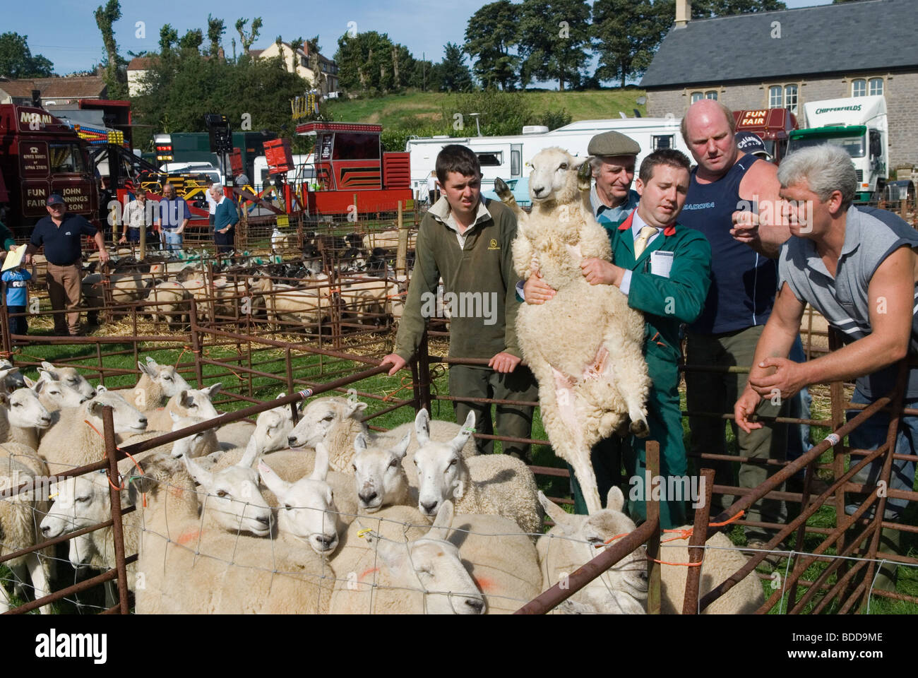Sheep at the country fair hi-res stock photography and images - Alamy