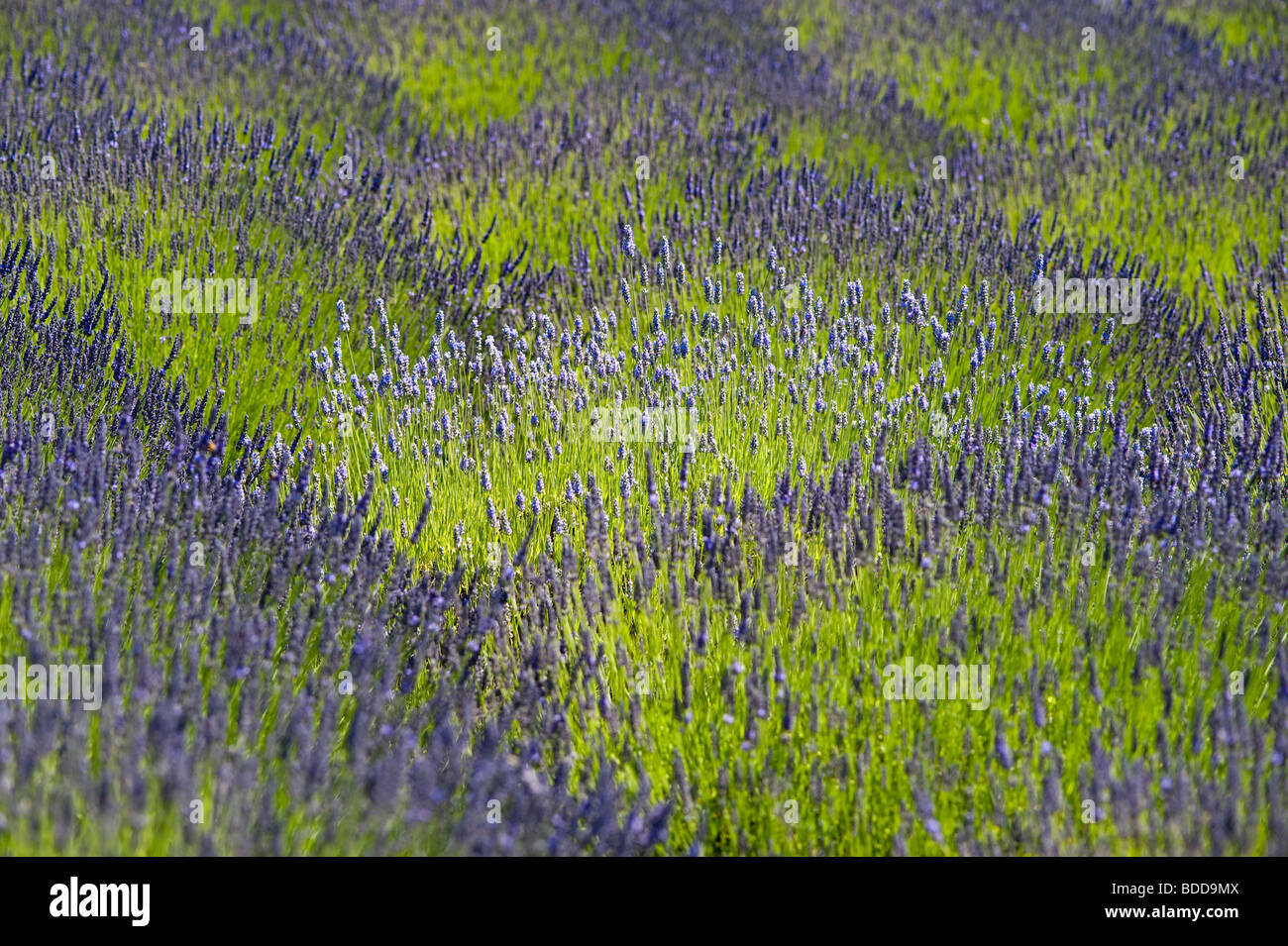 Lavender field on a rural country summer with lavender flowers in ...