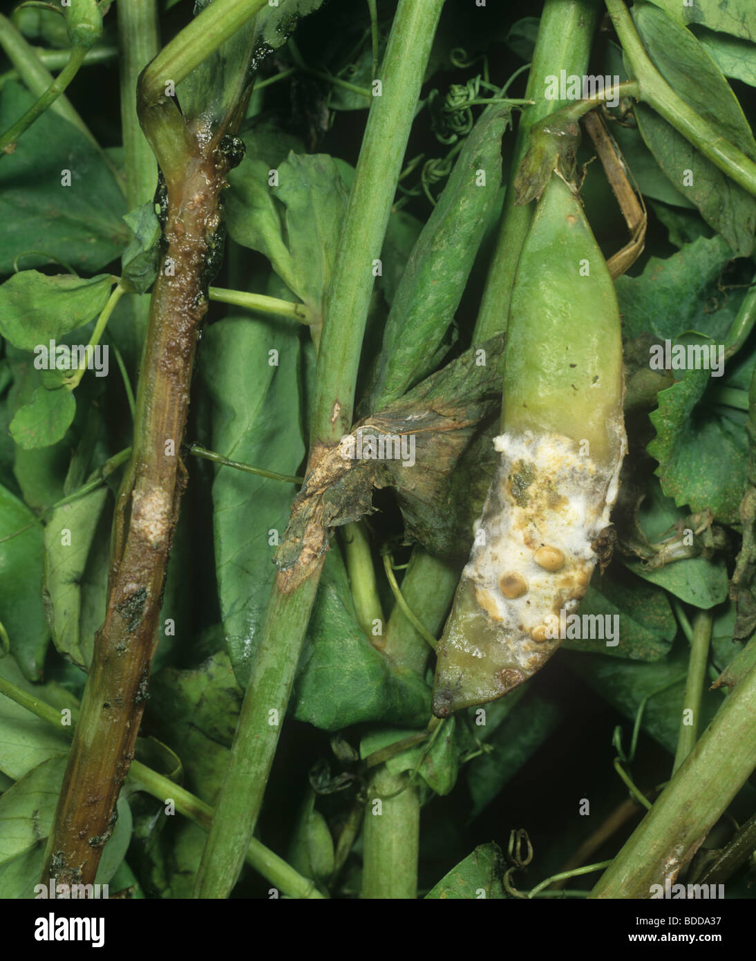 Stem & pod rot (Sclerotinia sclerotiorum) disease symptoms on a pea pod ...