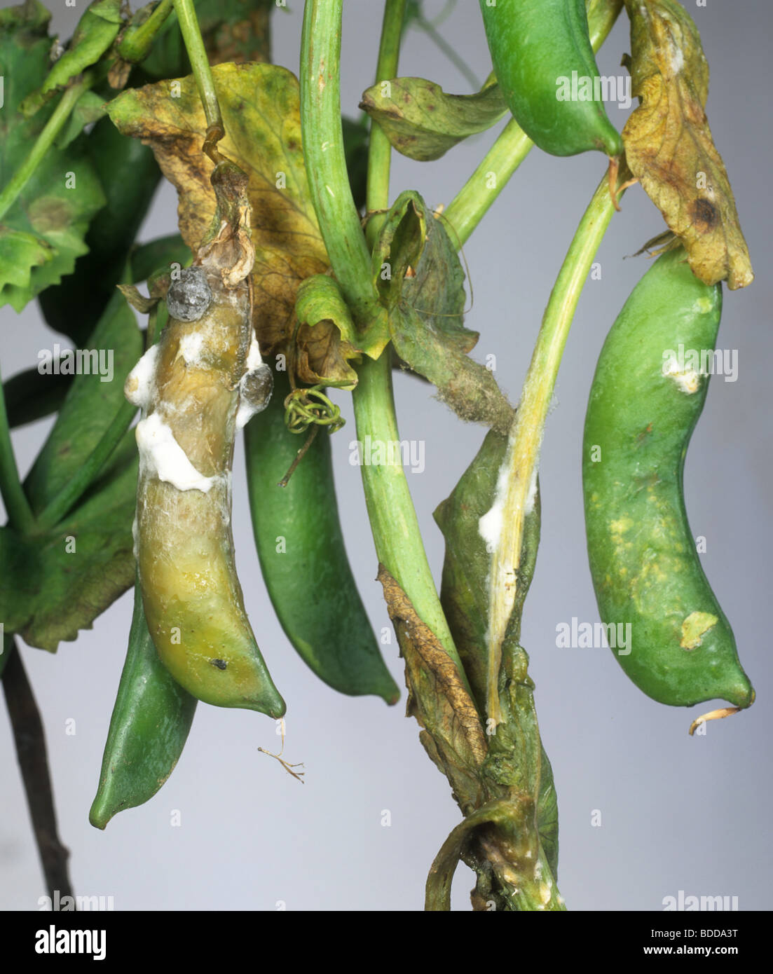 Stem & pod rot (Sclerotinia sclerotiorum) disease symptoms on a pea pod ...