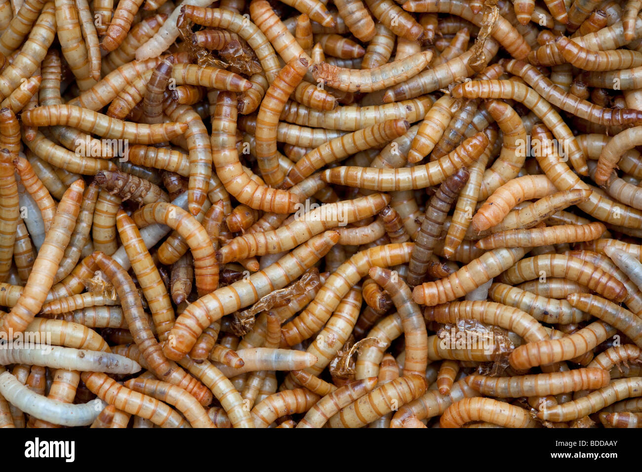 Grubs full frame Stock Photo - Alamy
