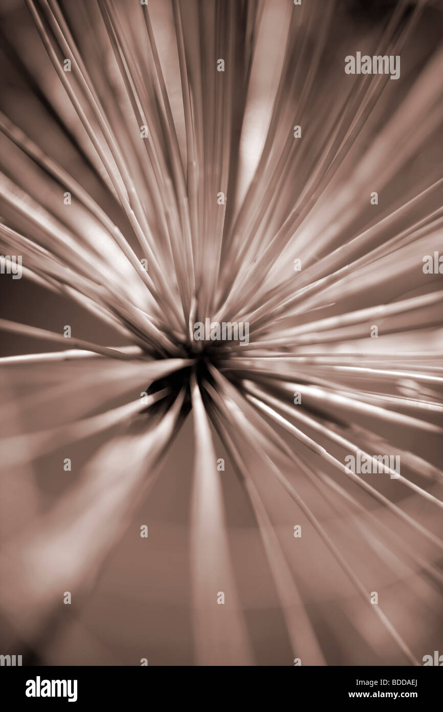 Sepia tone papyrus flower head, Egyptian paper reed, cyperus papyrus ...