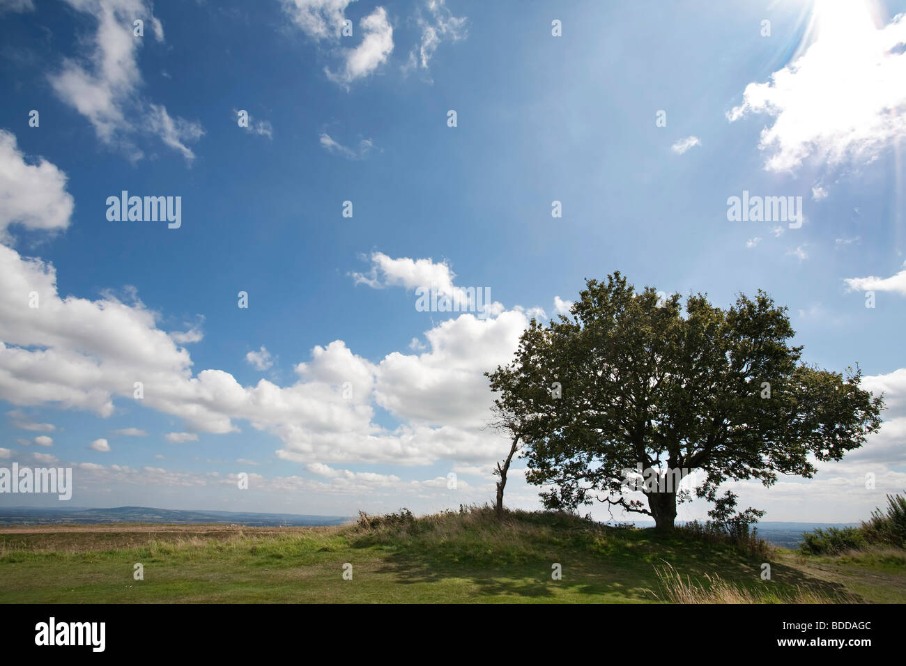 single tree growing on skyline against blue sky and white fluffy clouds ...