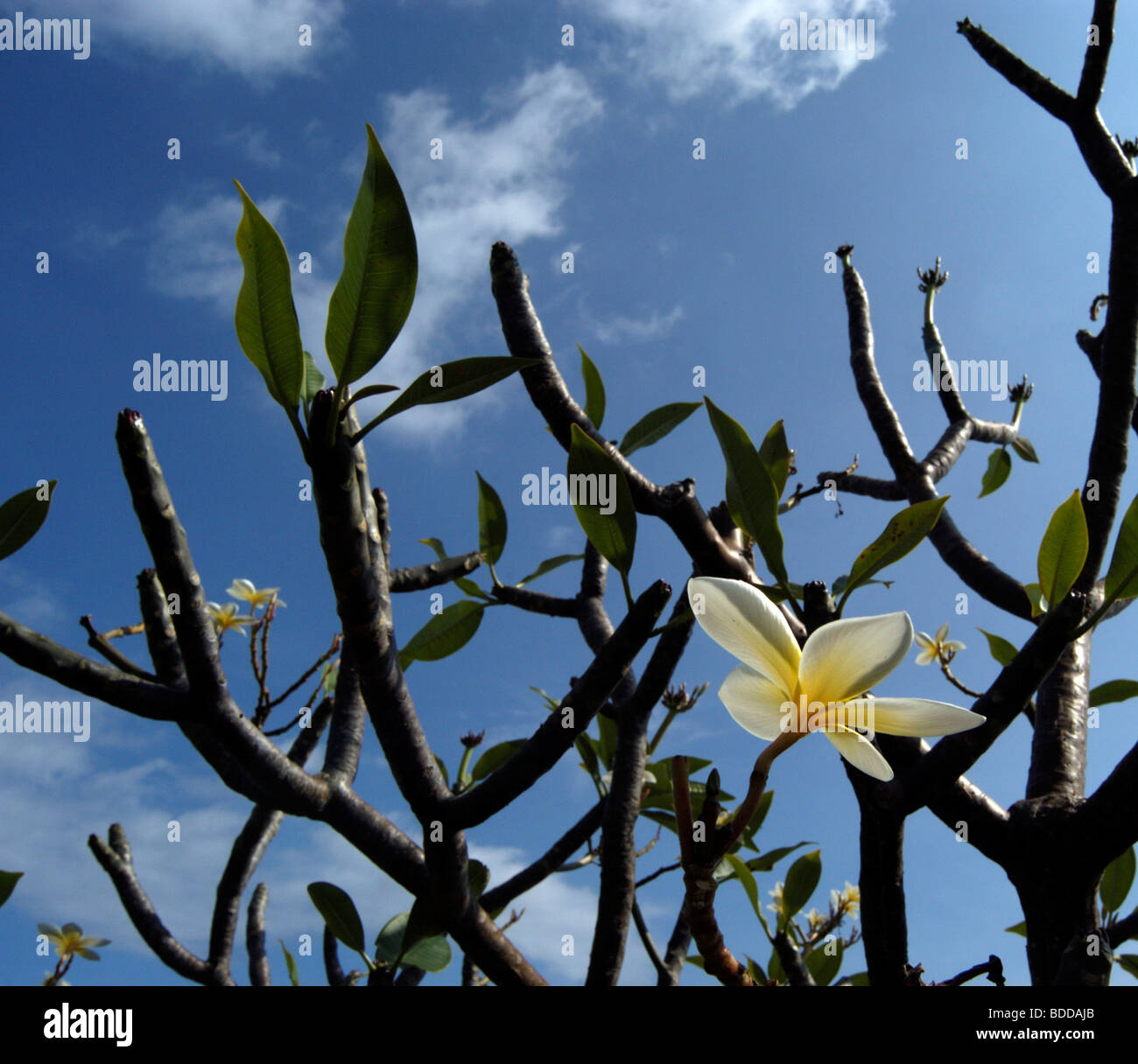 A plumeria blossom on the tree Stock Photo - Alamy