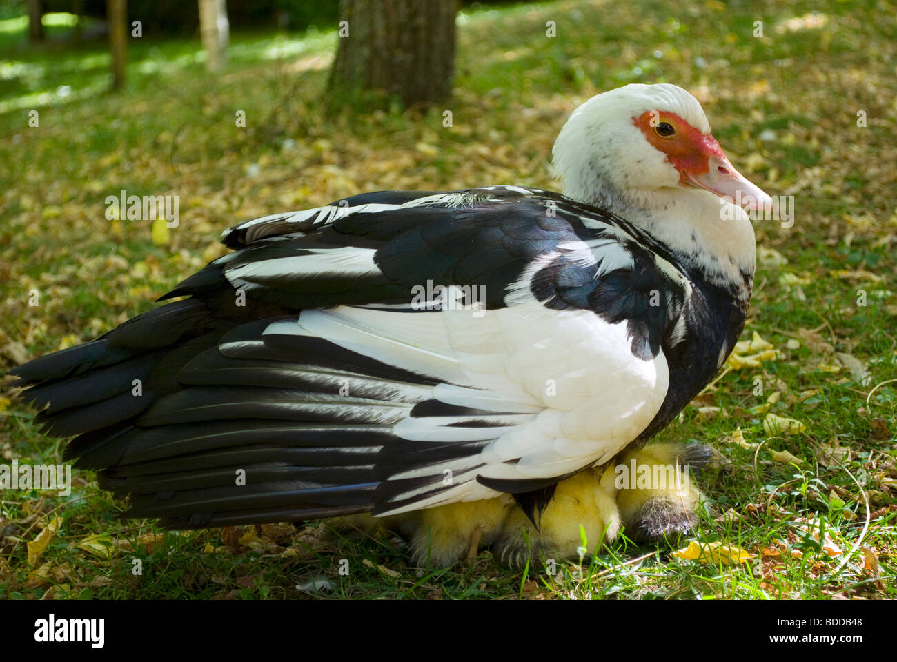 Muscovy ducks hi-res stock photography and images - Alamy