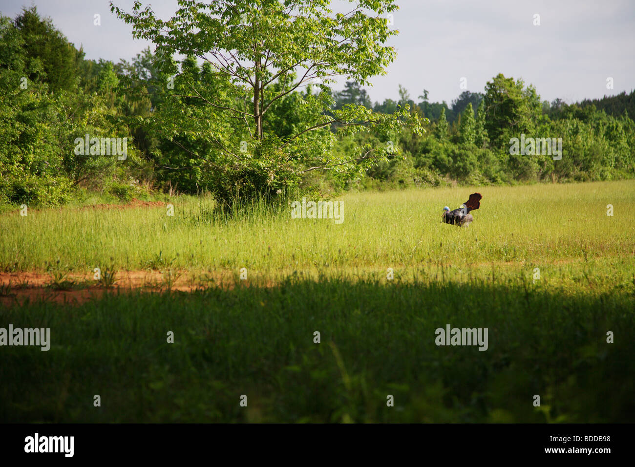 Jake Eastern Wild Turkey In High Resolution Stock Photography and ...
