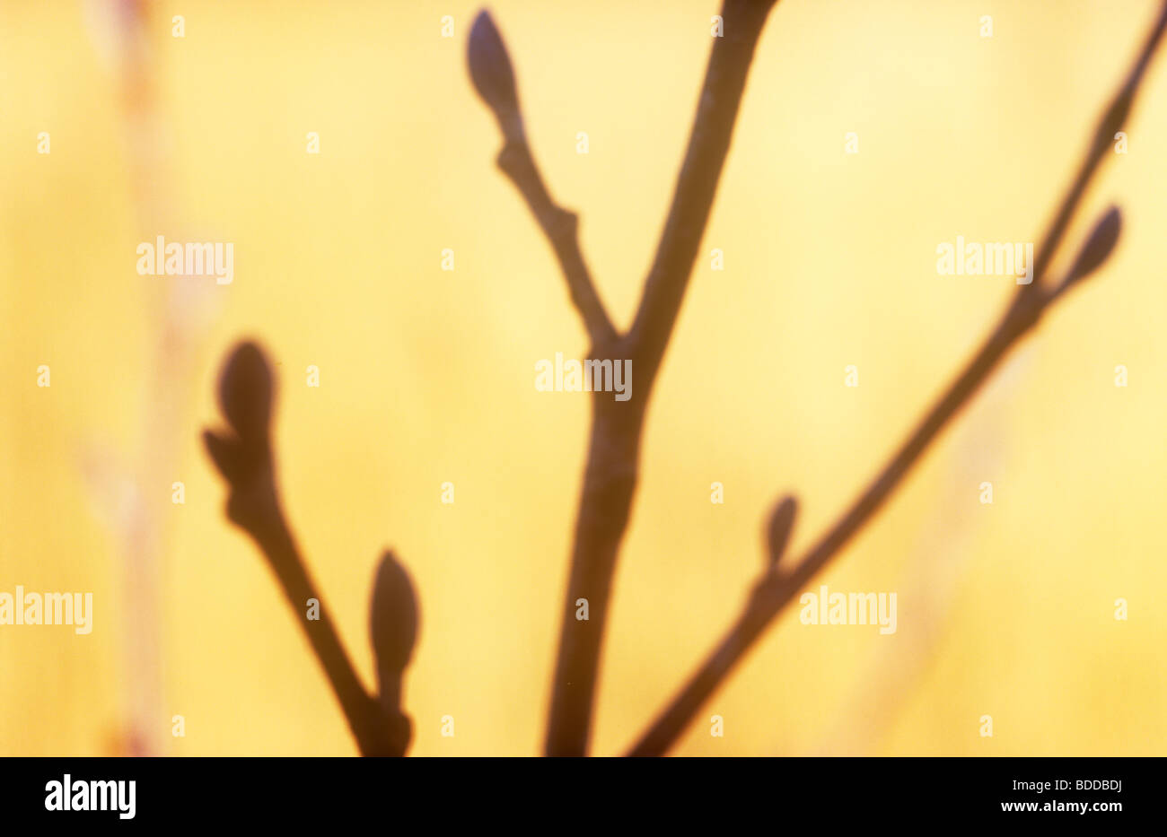 Impressionistic twig with winter purple buds of Common alder tree with ...