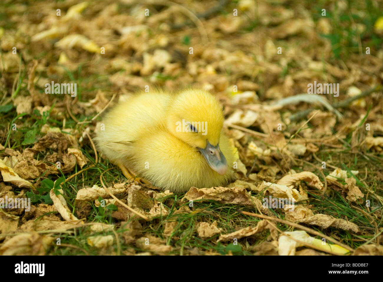 Yellow Baby Ducks Breed
