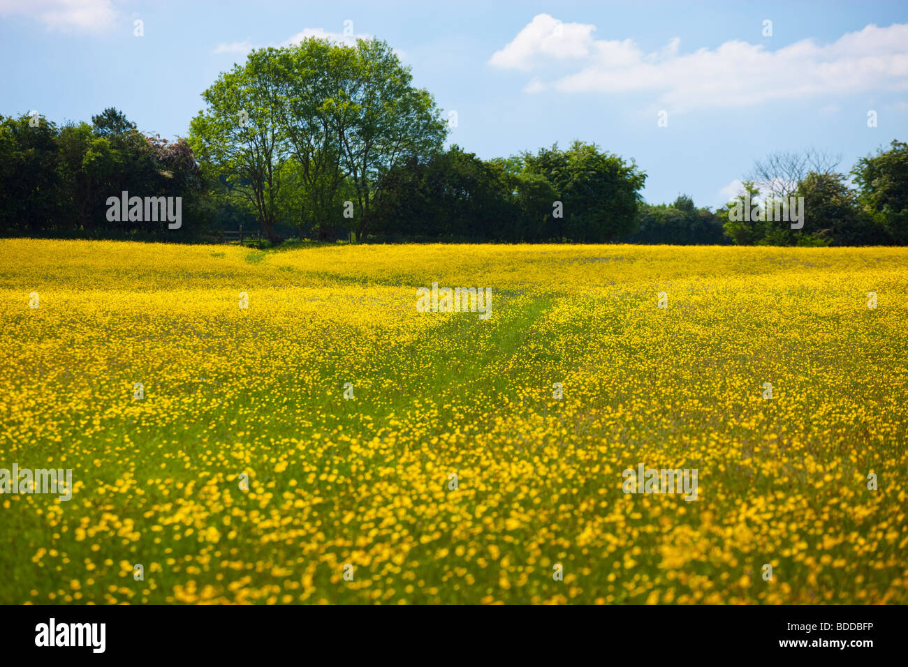 Field of Yellow Daisies Ludlow Shropshire England Stock Photo - Alamy