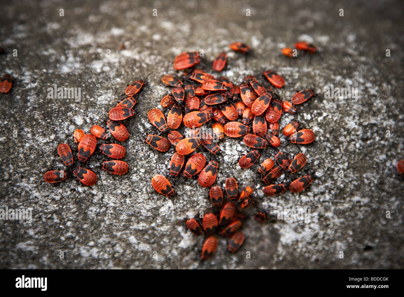 Very hot temperature insect hi-res stock photography and images - Alamy