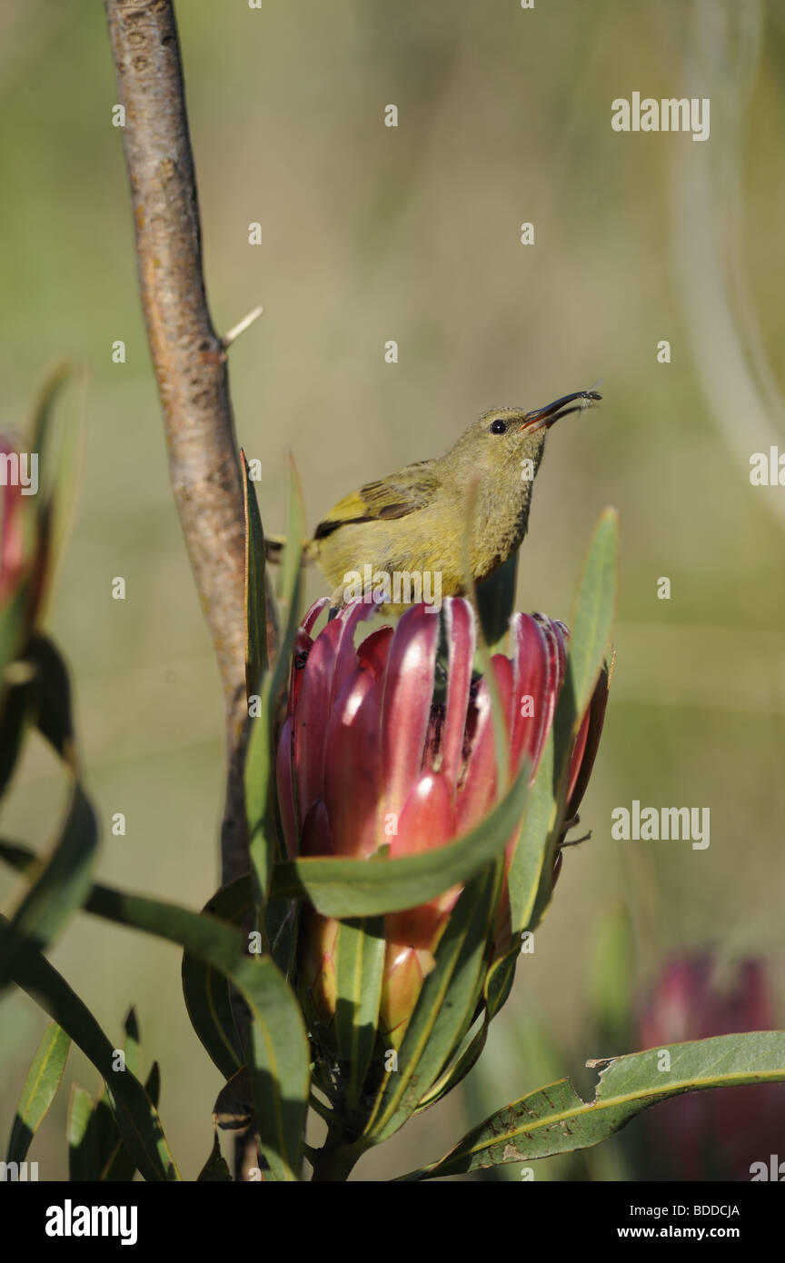 Female Orange Breasted Sunbird feeding in Pink Protea with insect in ...