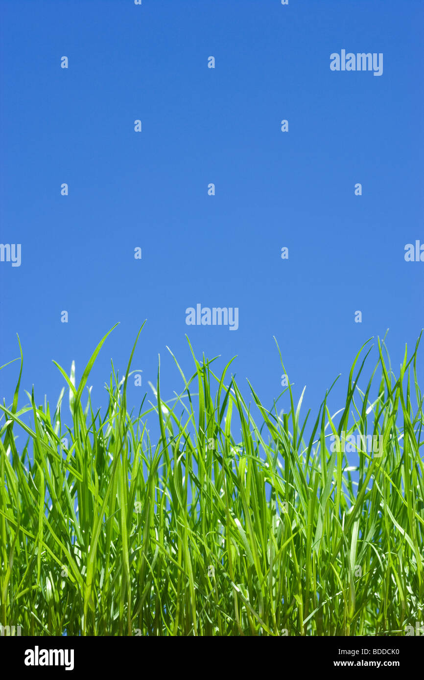 Grass, low angle against blue sky Stock Photo - Alamy