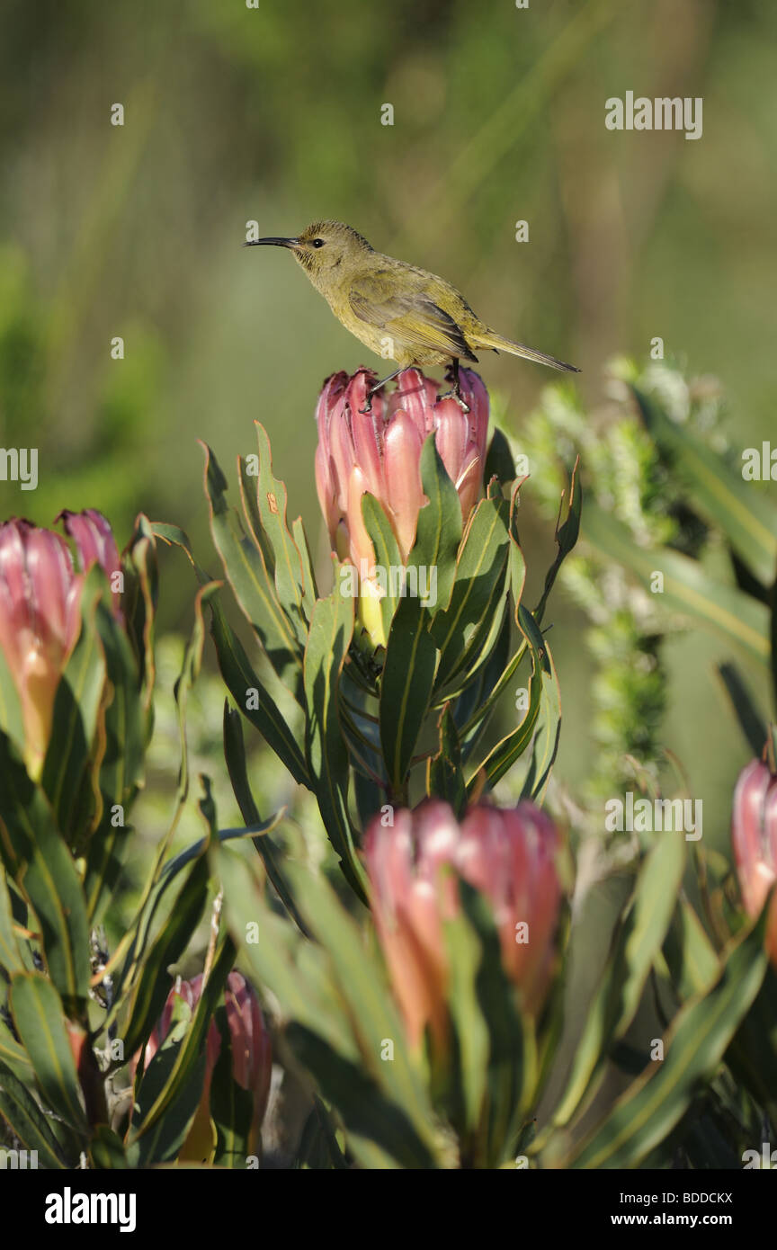 Female Orange Breasted Sunbird feeding in Protea Stock Photo - Alamy