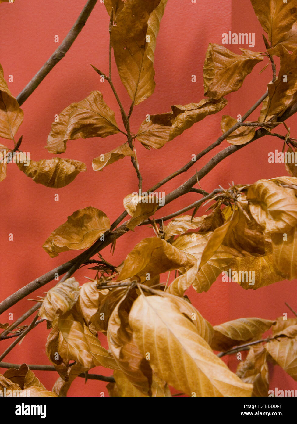 decor, leaf, dried, and the branch, decoration, design, arrangement ...