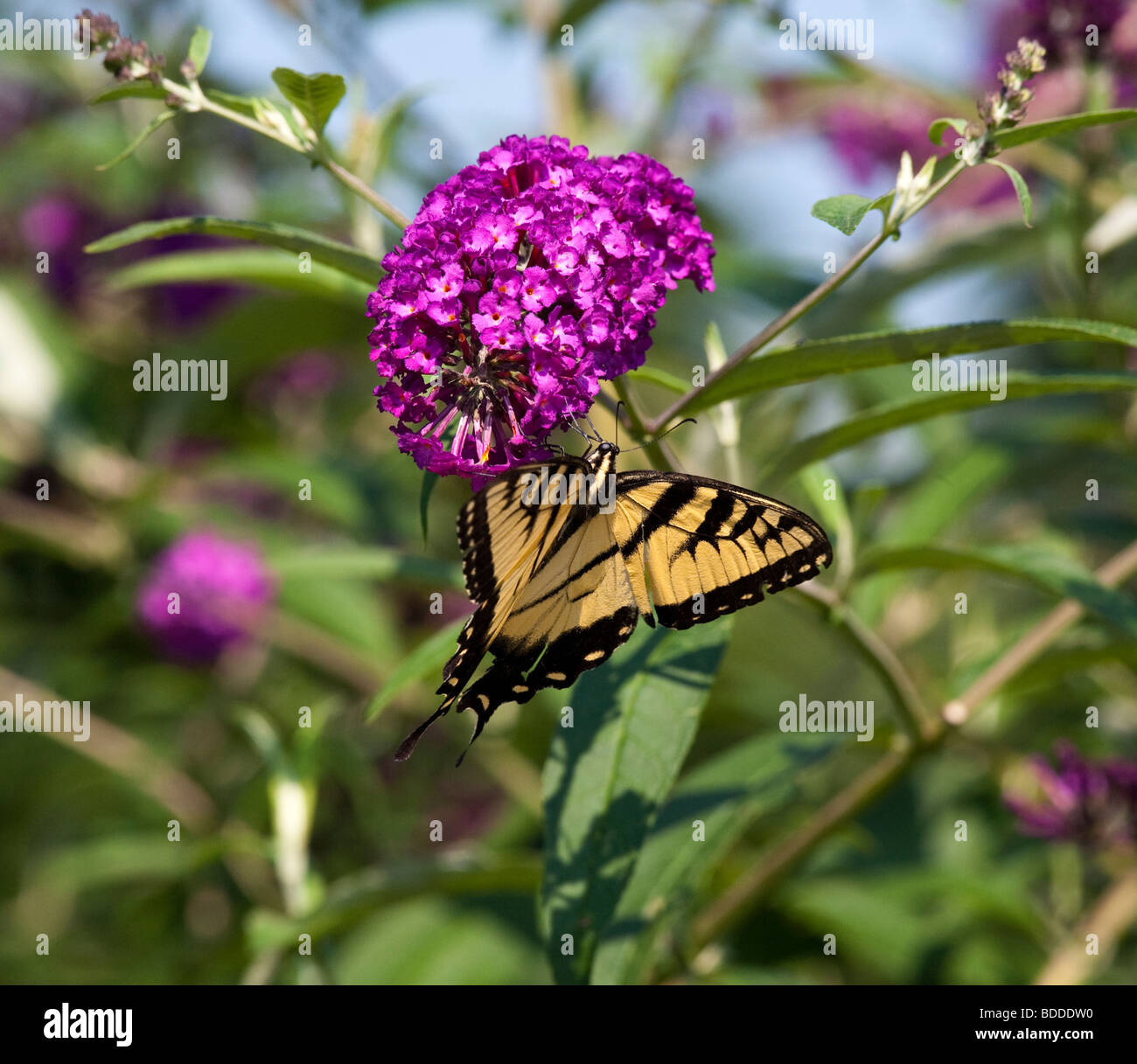 A Buddleia Butterfly bush with a Yellow Swallowtail butterfly feeding ...