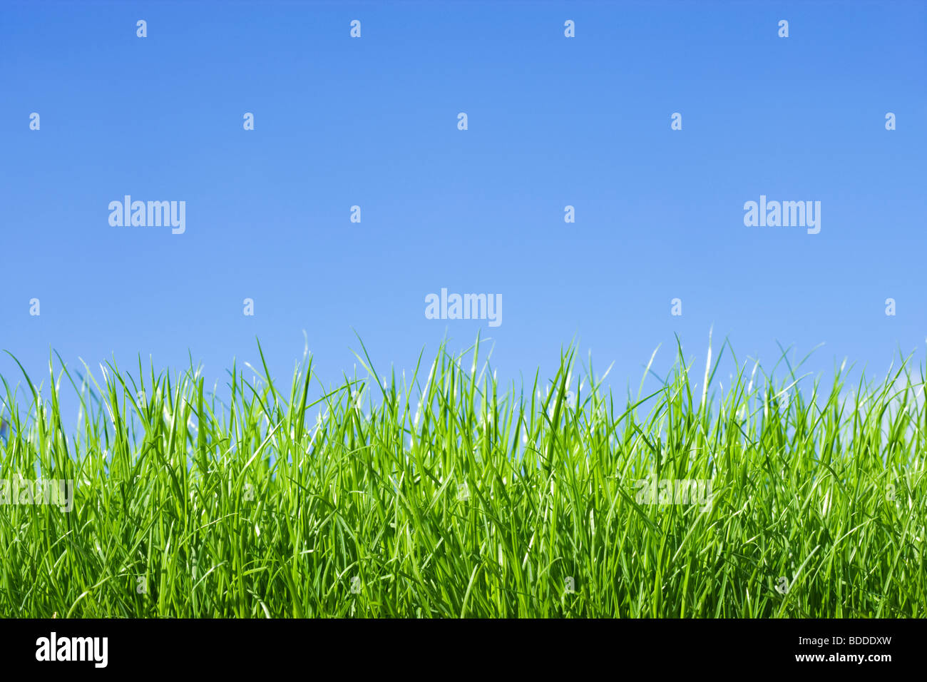 Grass, low angle against blue sky Stock Photo - Alamy