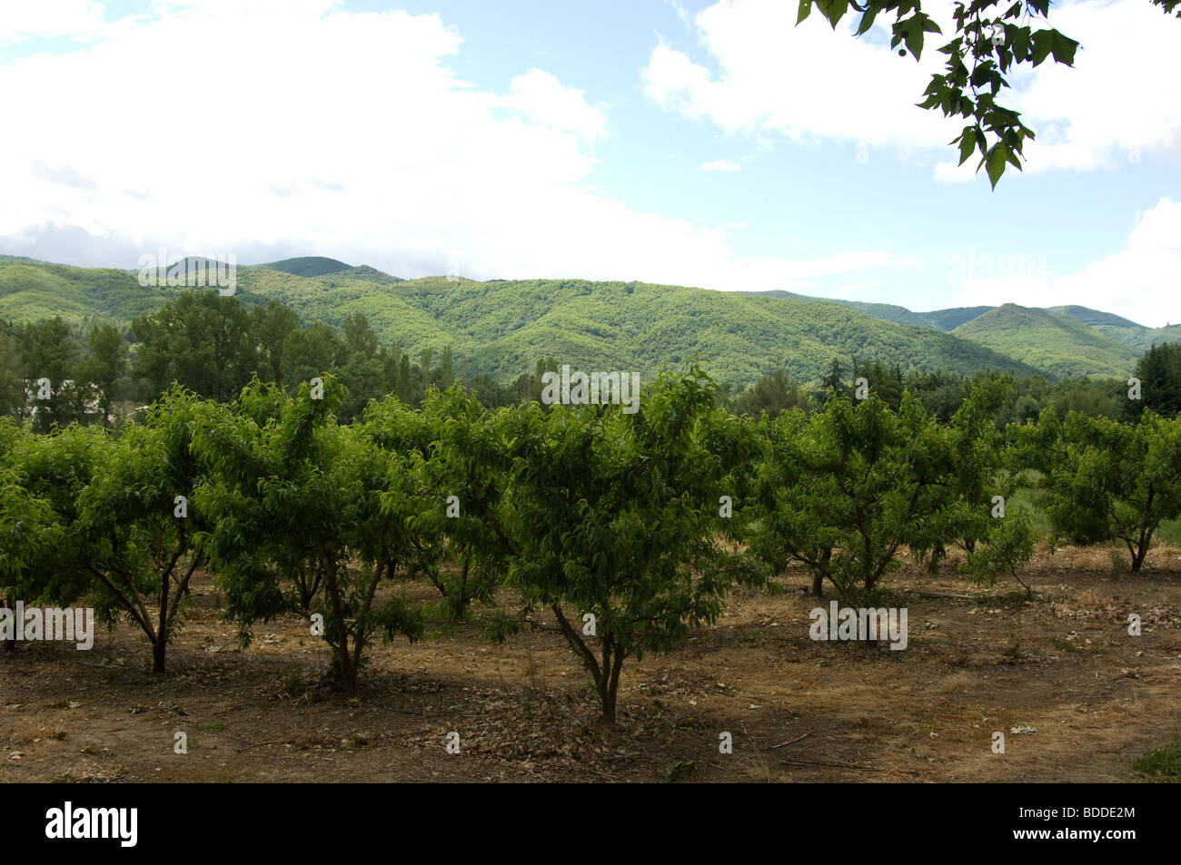 Almond farms hi-res stock photography and images - Alamy