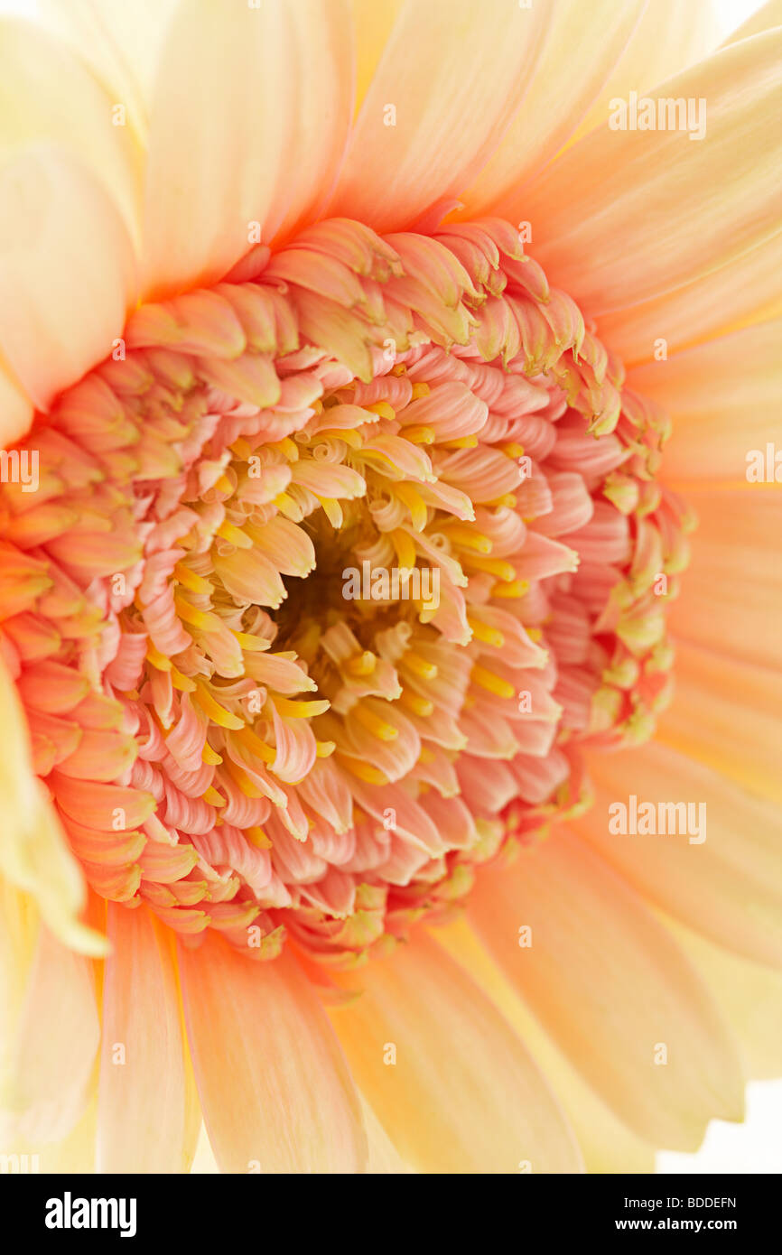 close up of peach gerbera flower Stock Photo - Alamy