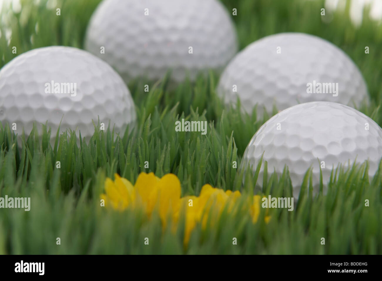 golf balls in a meadow with flower Stock Photo - Alamy
