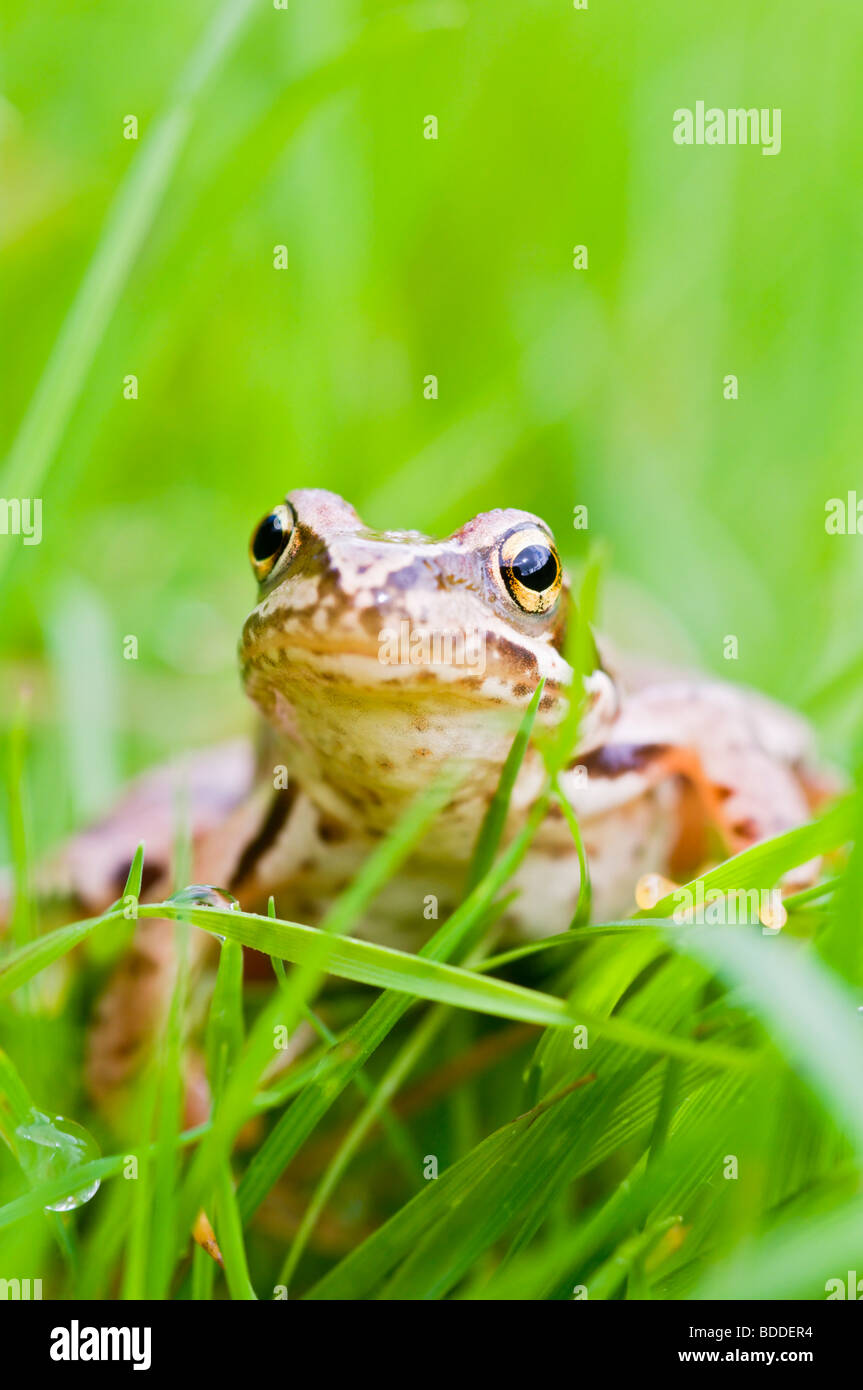 Frogs textured skin hi-res stock photography and images - Alamy