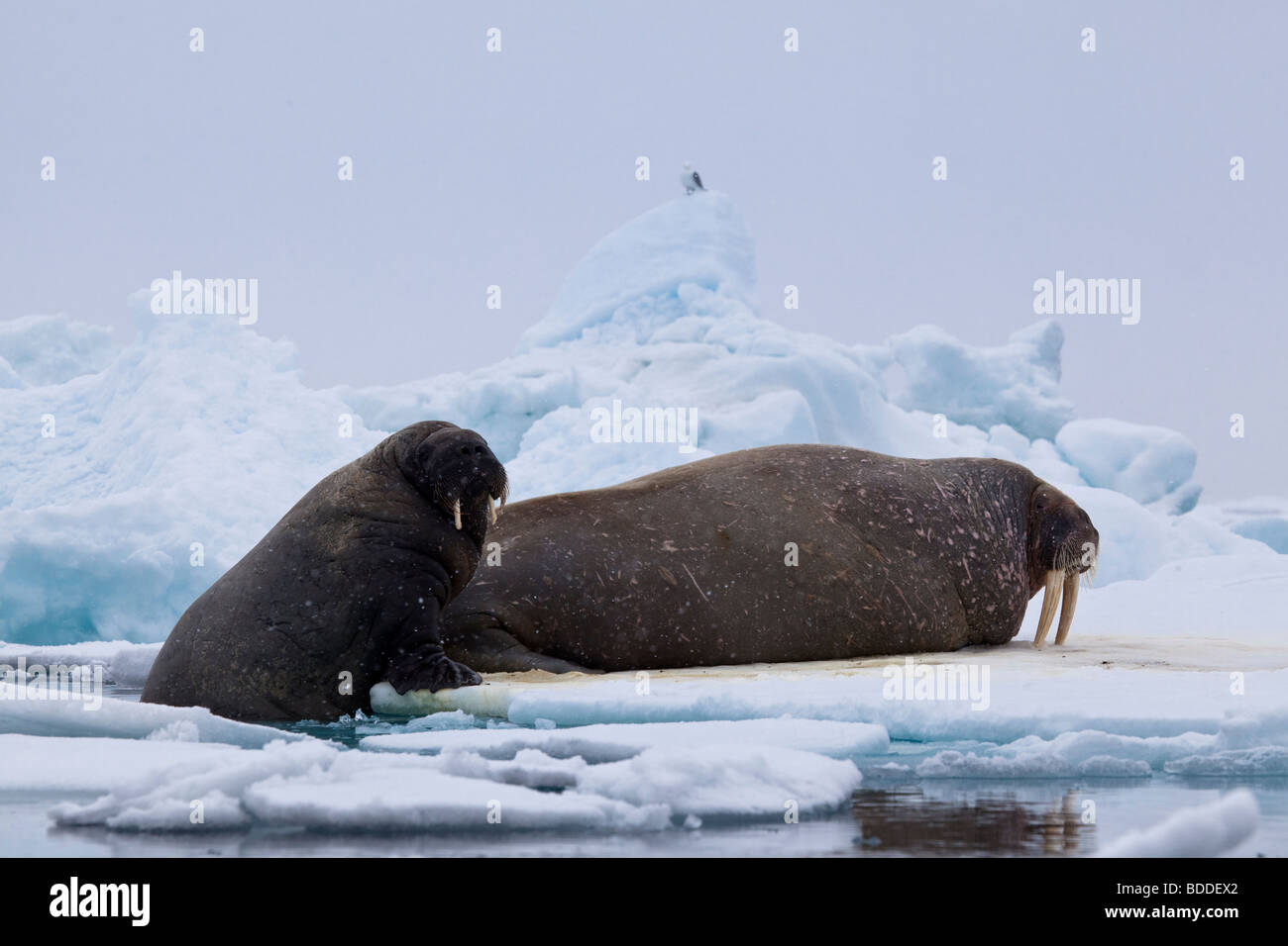 Walruses and two hi-res stock photography and images - Alamy