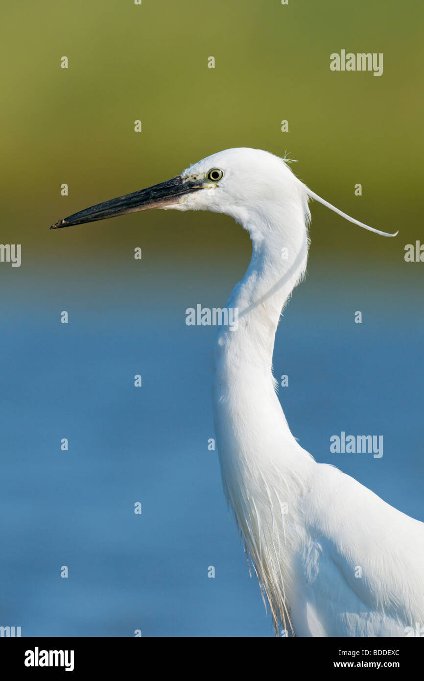 Little Egret portrait Stock Photo - Alamy
