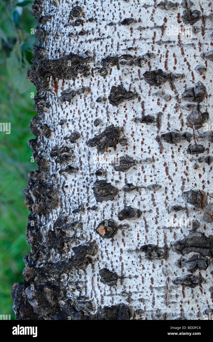 White poplar bark, Calasparra. Murcia. Spain Stock Photo - Alamy