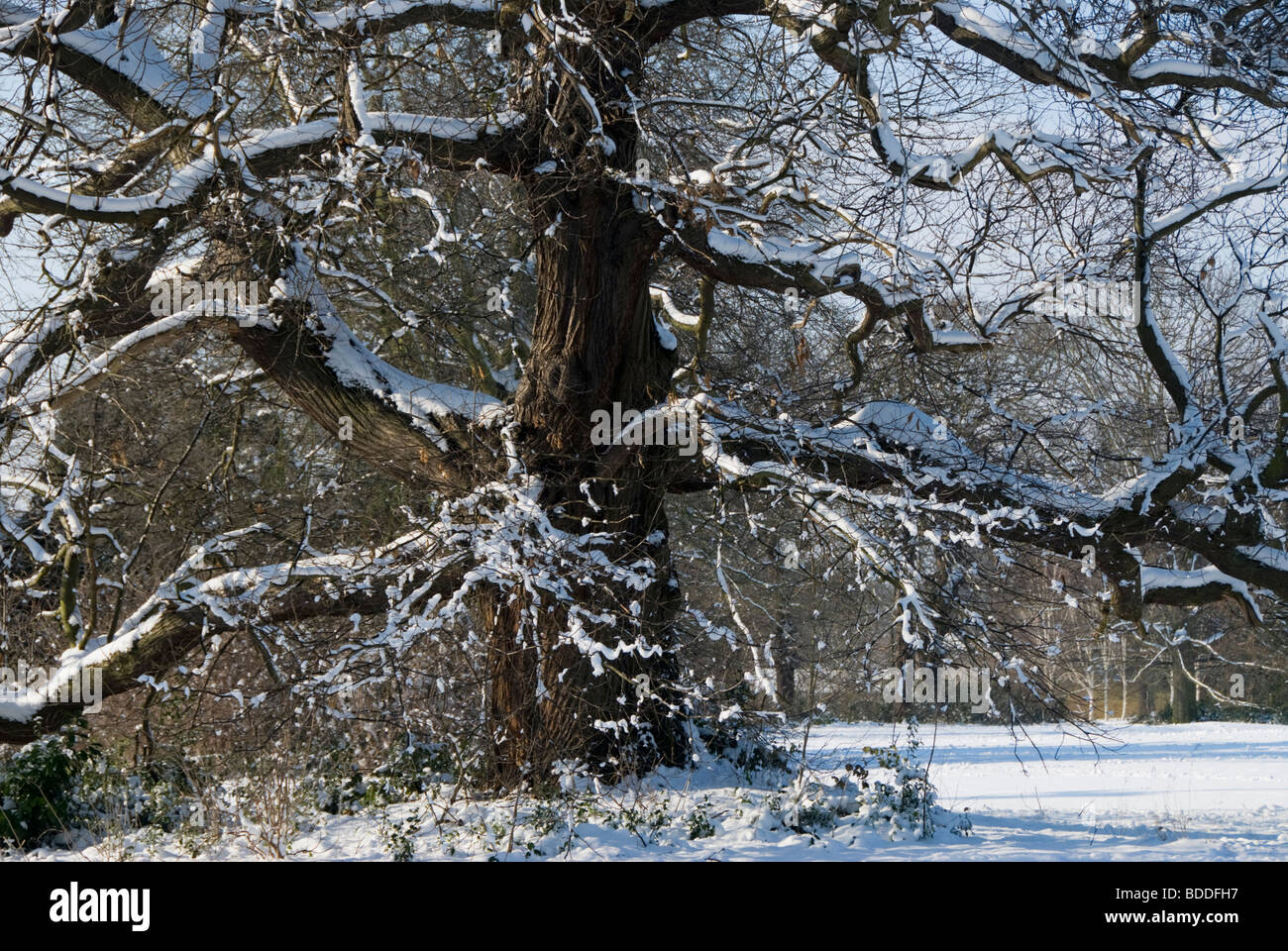 Cold desolate isolated branches hi-res stock photography and images - Alamy