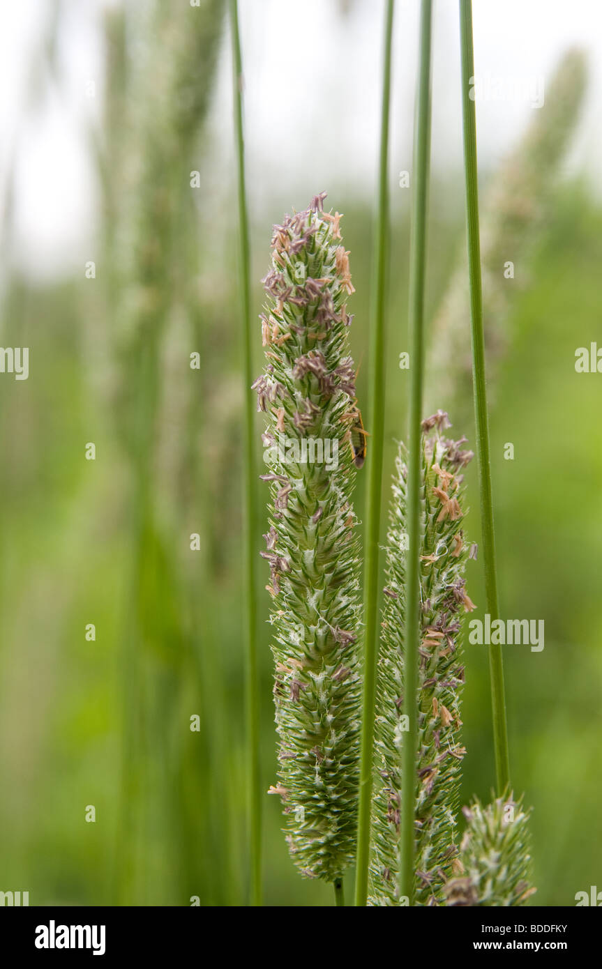 Giant fox tail hi-res stock photography and images - Alamy